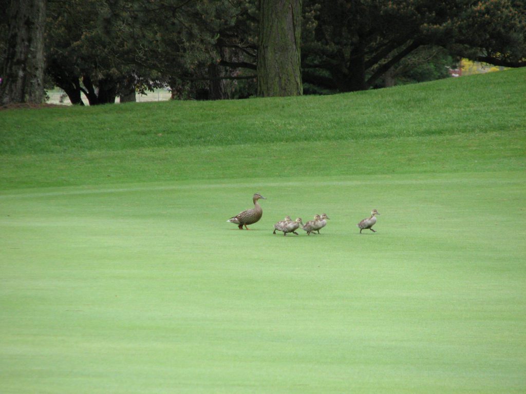 Revisiting Washington — Three Rivers Golf Course